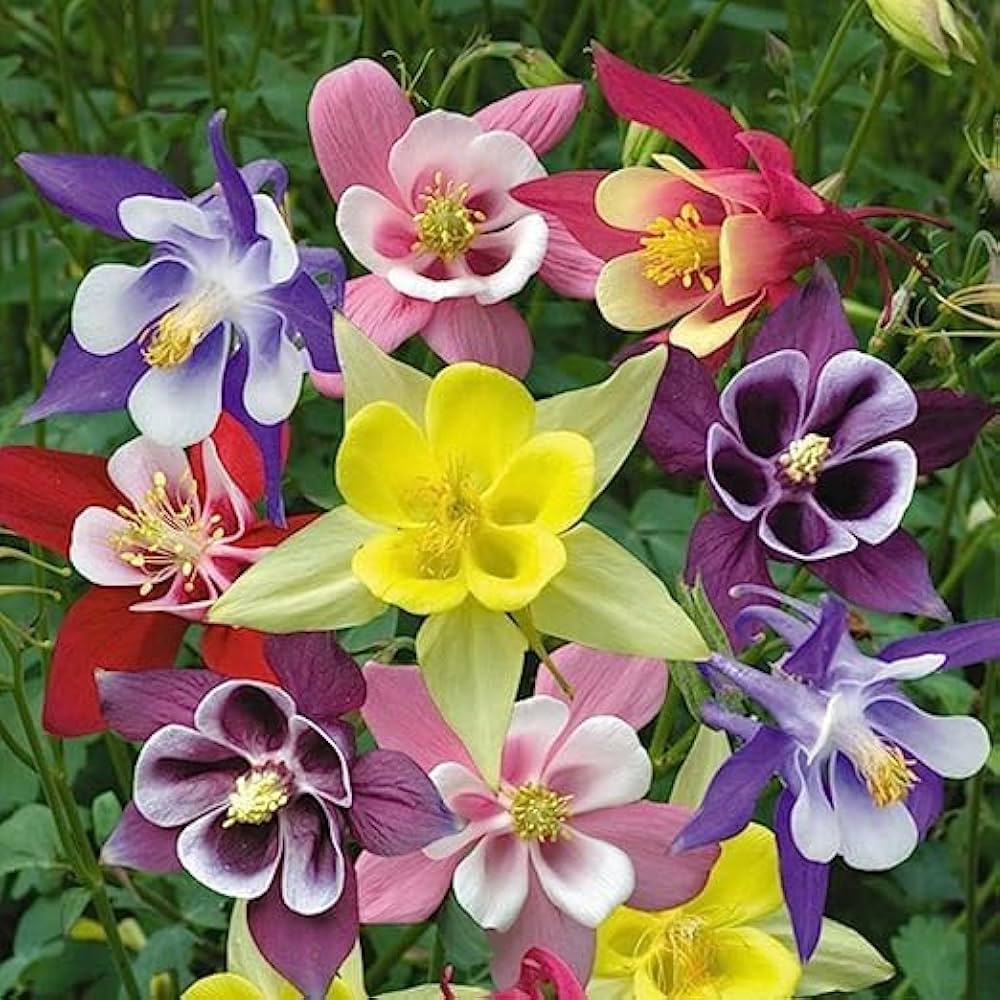 Mixed Columbine Flower Seeds – Heirloom Non-GMO Perennial Blooms for C – Neeraseeds