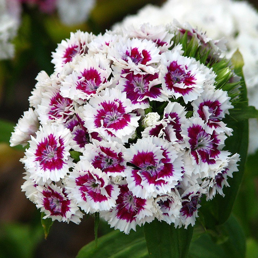 Heirloom Non-GMO White Violet Dianthus Flower Seeds for Dual-Tone Gard – Neeraseeds