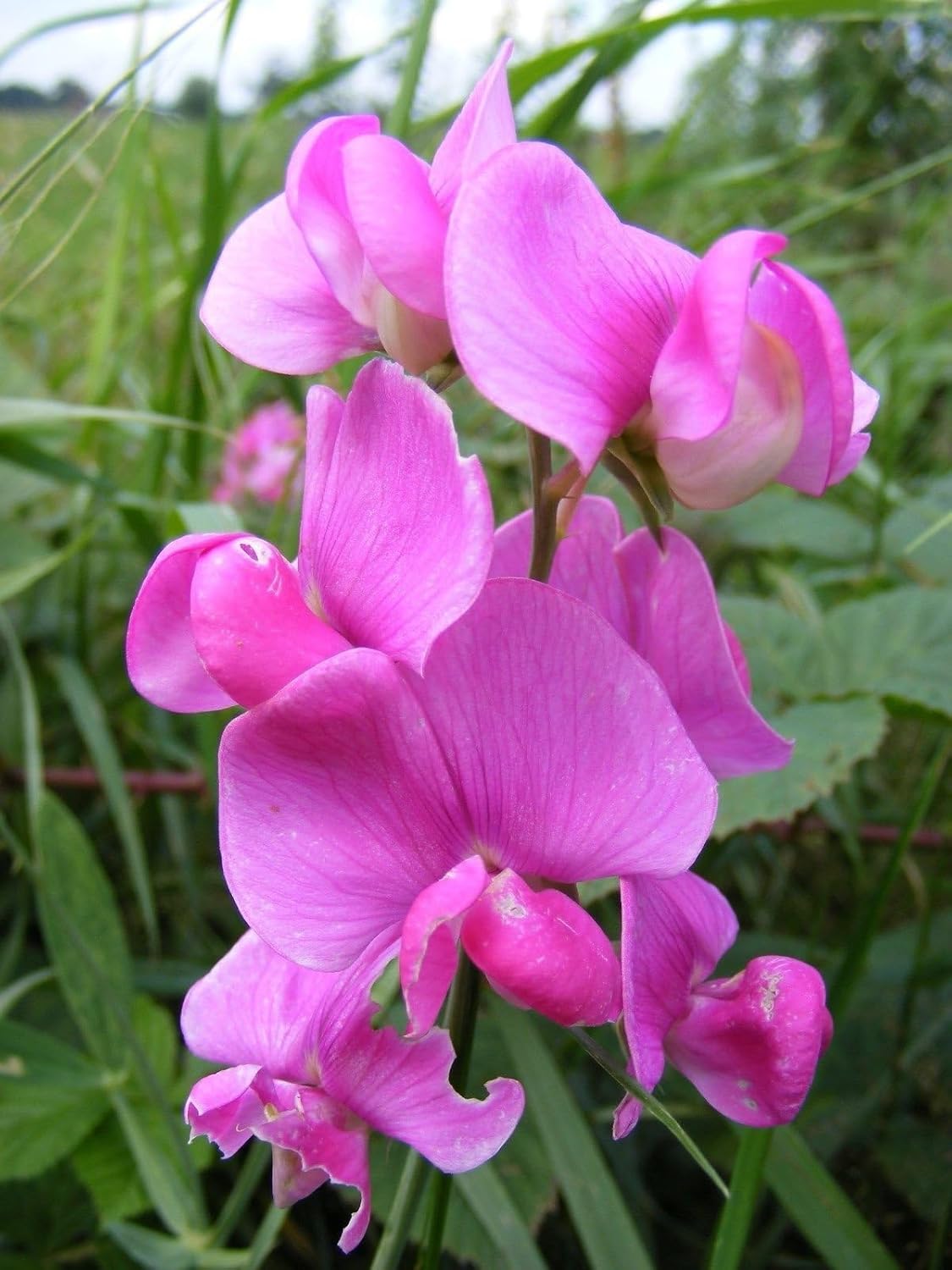 Everlasting Pea Flower Seeds for Planting ,Heirloom Seeds -100 pcs – Neeraseeds