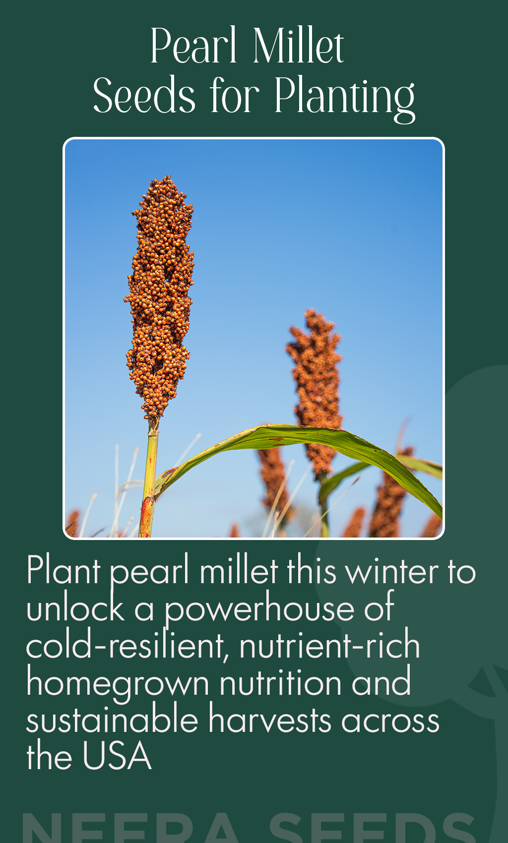 Pearl Millet Seeds – How to Grow & Harvest Successfully – Neeraseeds