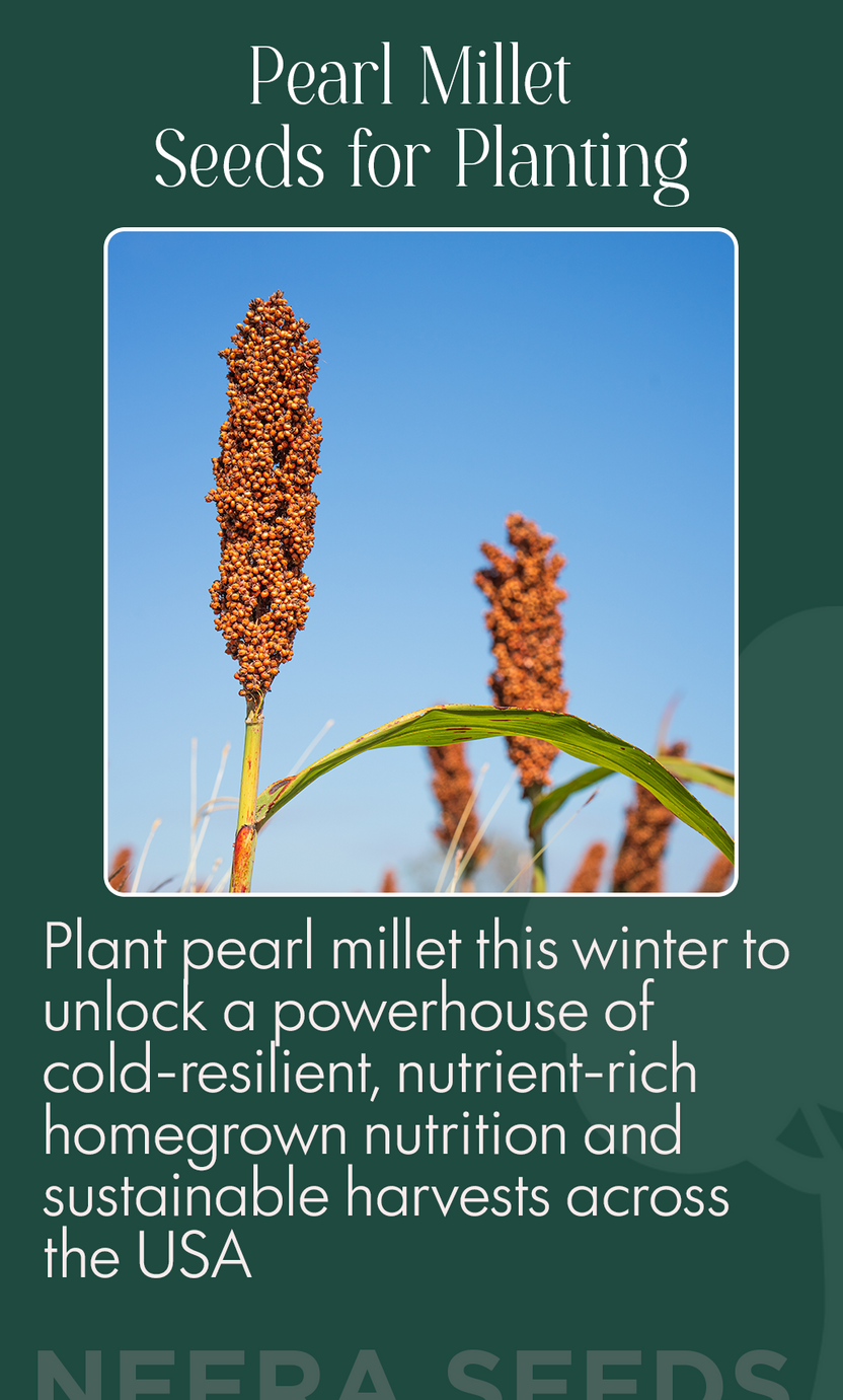 Pearl Millet Seeds – How to Grow & Harvest Successfully – Neeraseeds