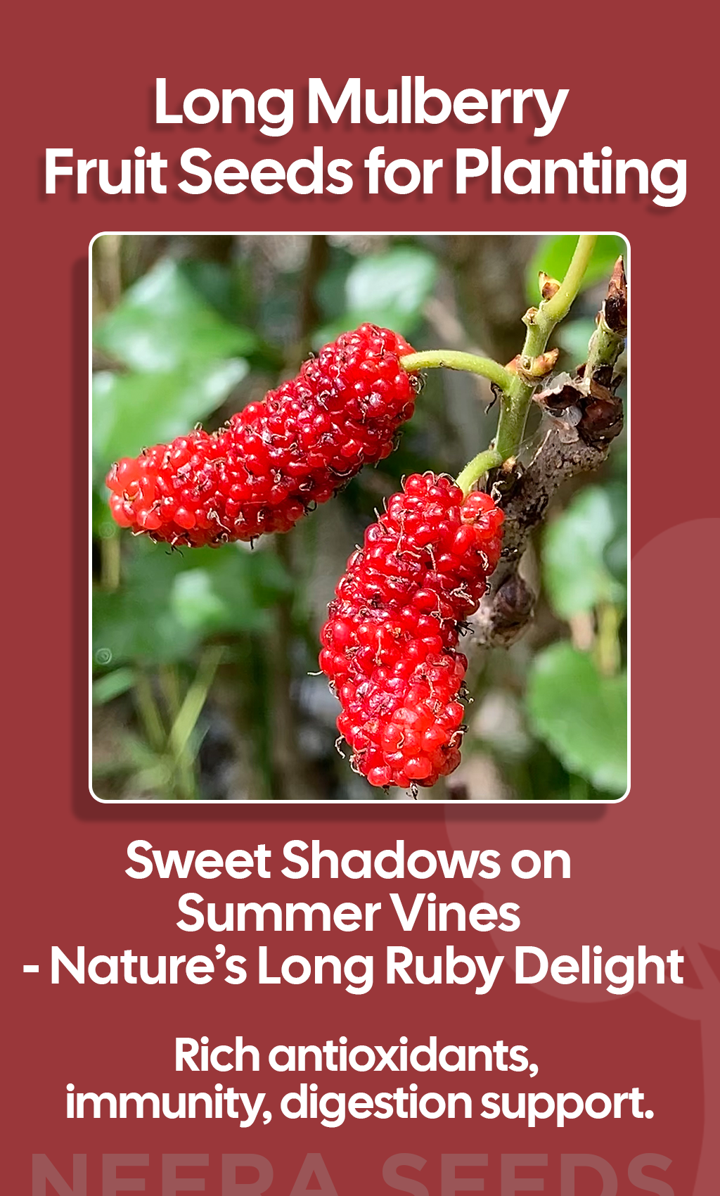 Long Mulberry Fruit Seeds | How to Plant & Winter Benefits in USA ...