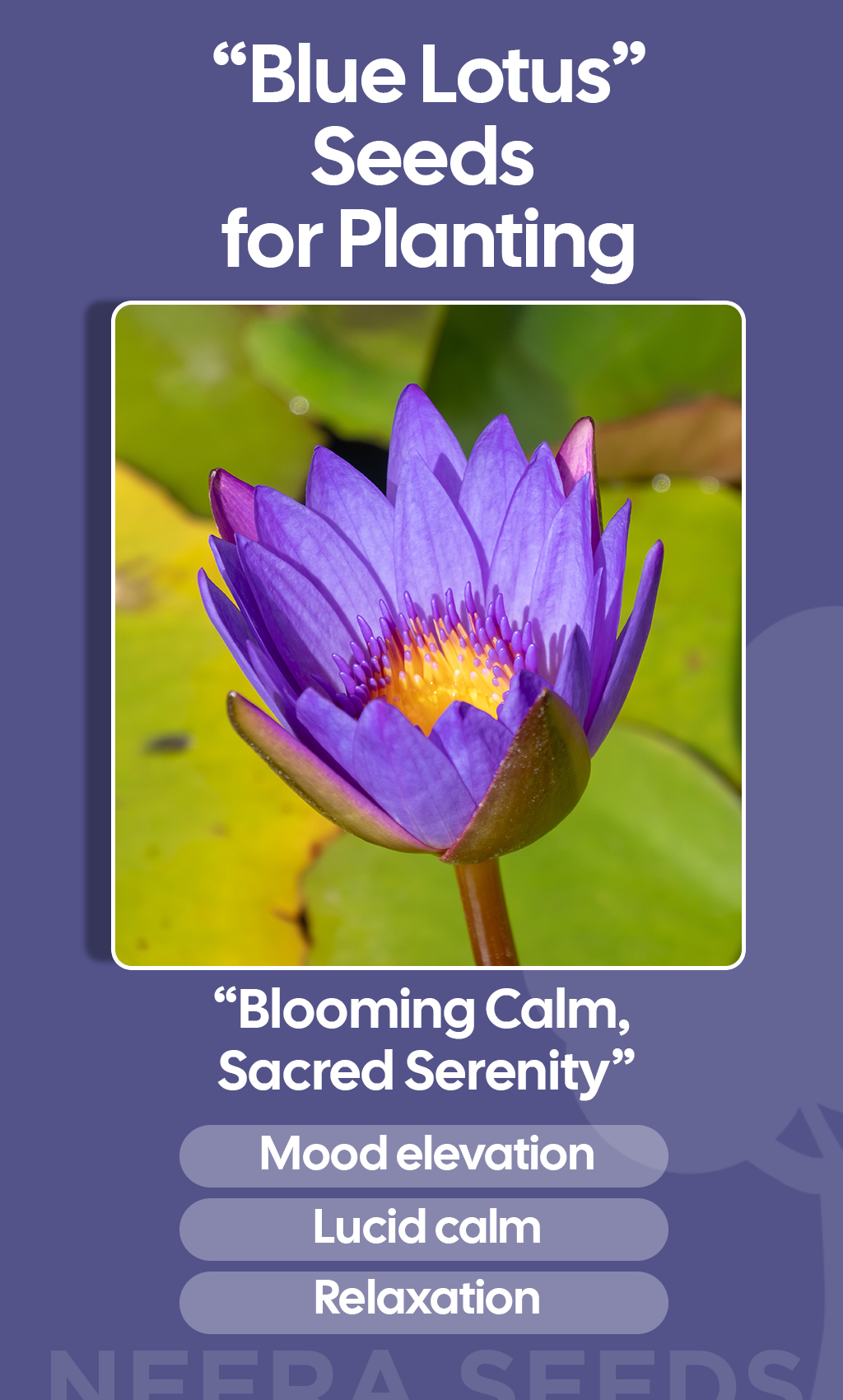 Blue Lotus Seeds (Nymphaea caerulea) | Heirloom Non-GMO Water Garden ...