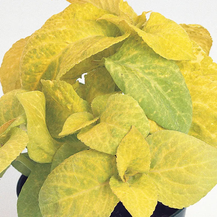 Golden Coleus Plant Seeds - Heirloom and Non-GMO Foilage Garden Seeds ...