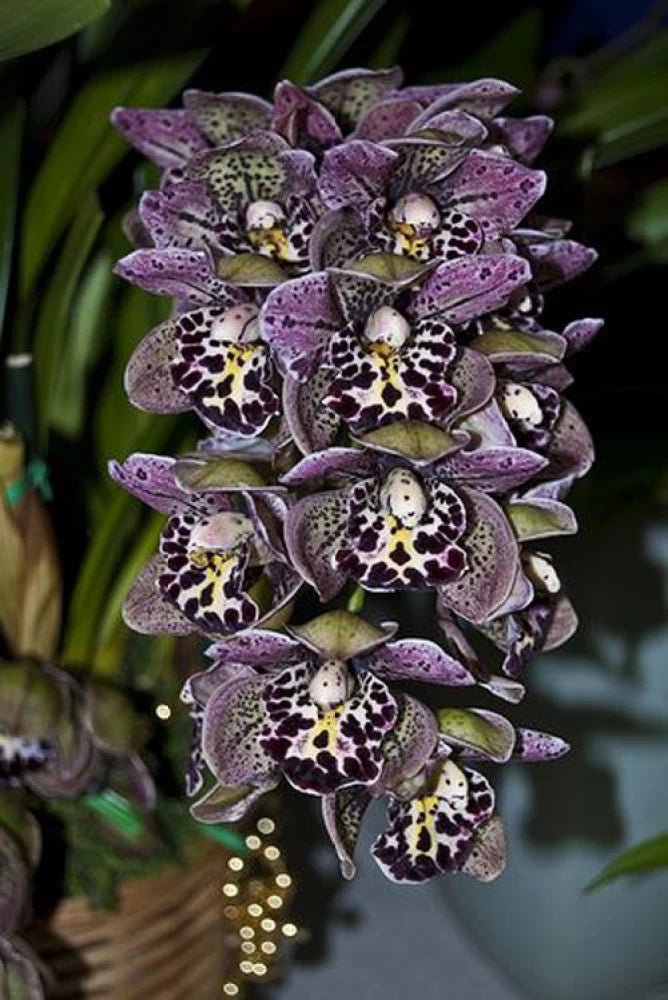Purple Cymbidium Orchid Seeds - Heirloom Non-GMO Planting Seeds for Ga ...