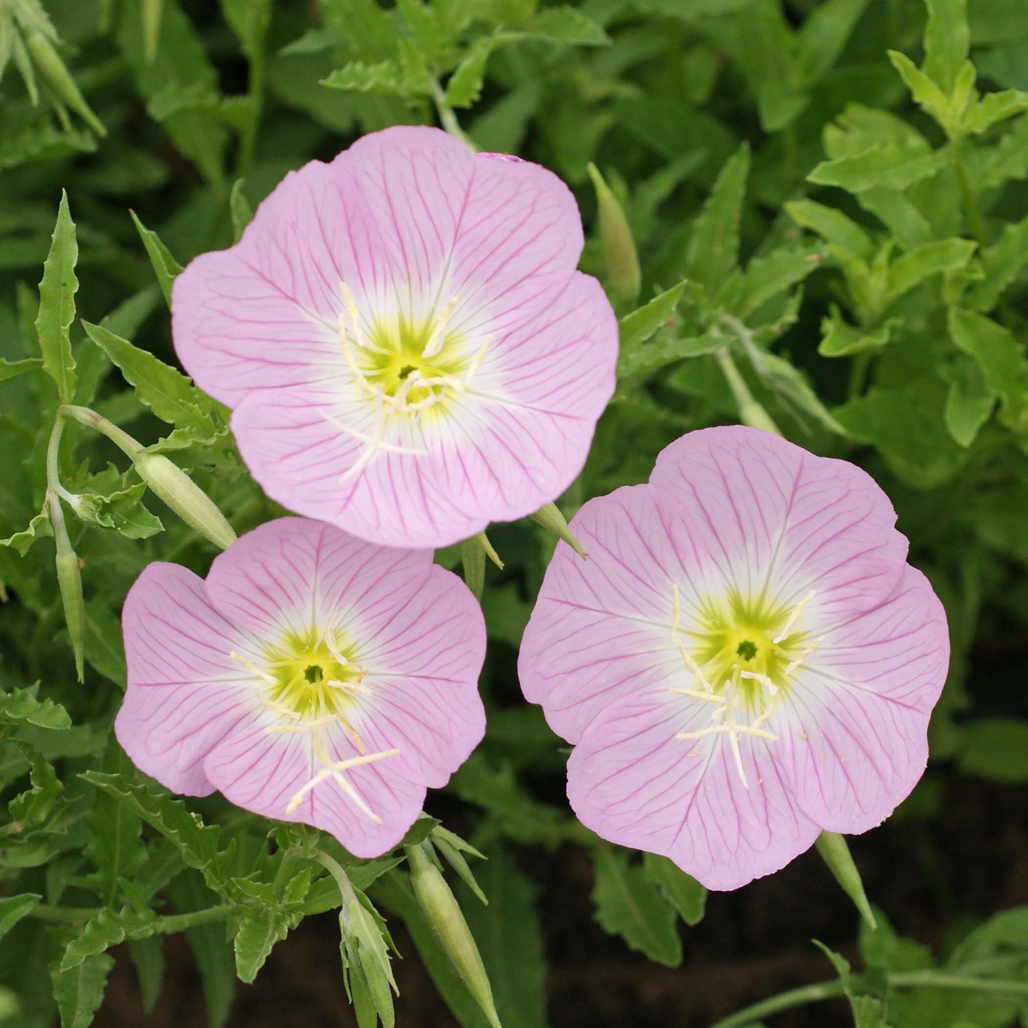 Light Pink Primrose Flower Seeds – Heirloom Non-GMO Evening Blooms for ...