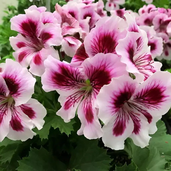 Organic Purple White Geranium Flower Seeds for Planting – Heirloom, No ...
