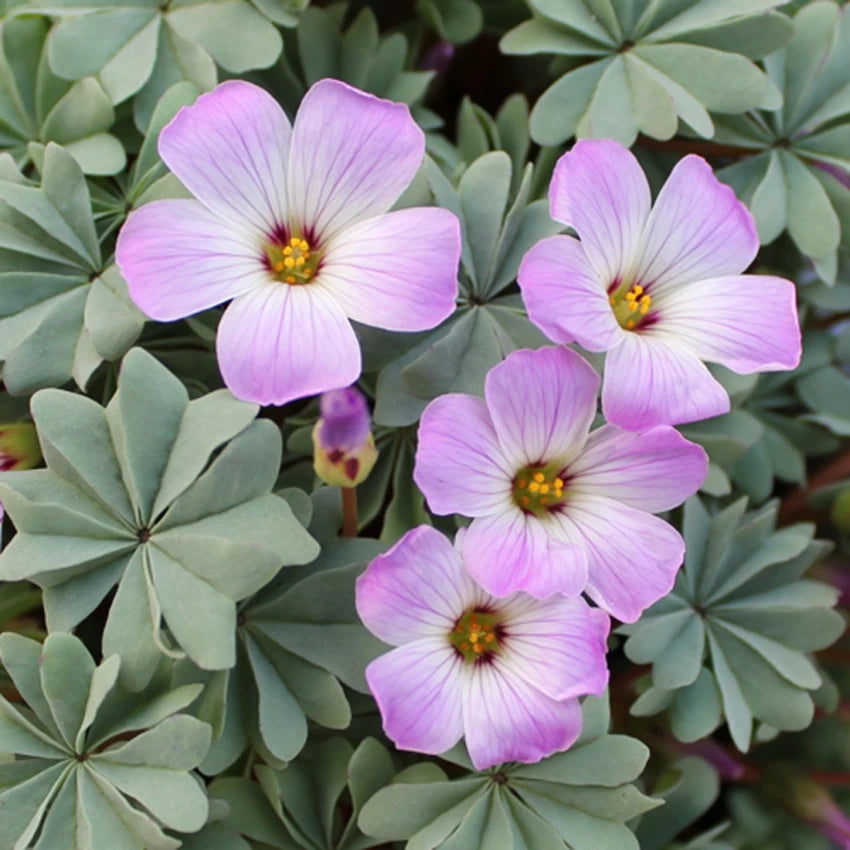 Oxalis Laciniata White Pink Seeds – Organic, Heirloom, Non-GMO Flower ...