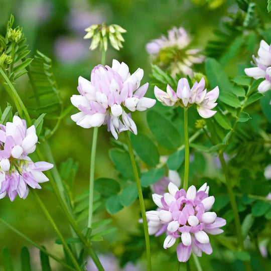 Crown Vetch Seeds – Neeraseeds