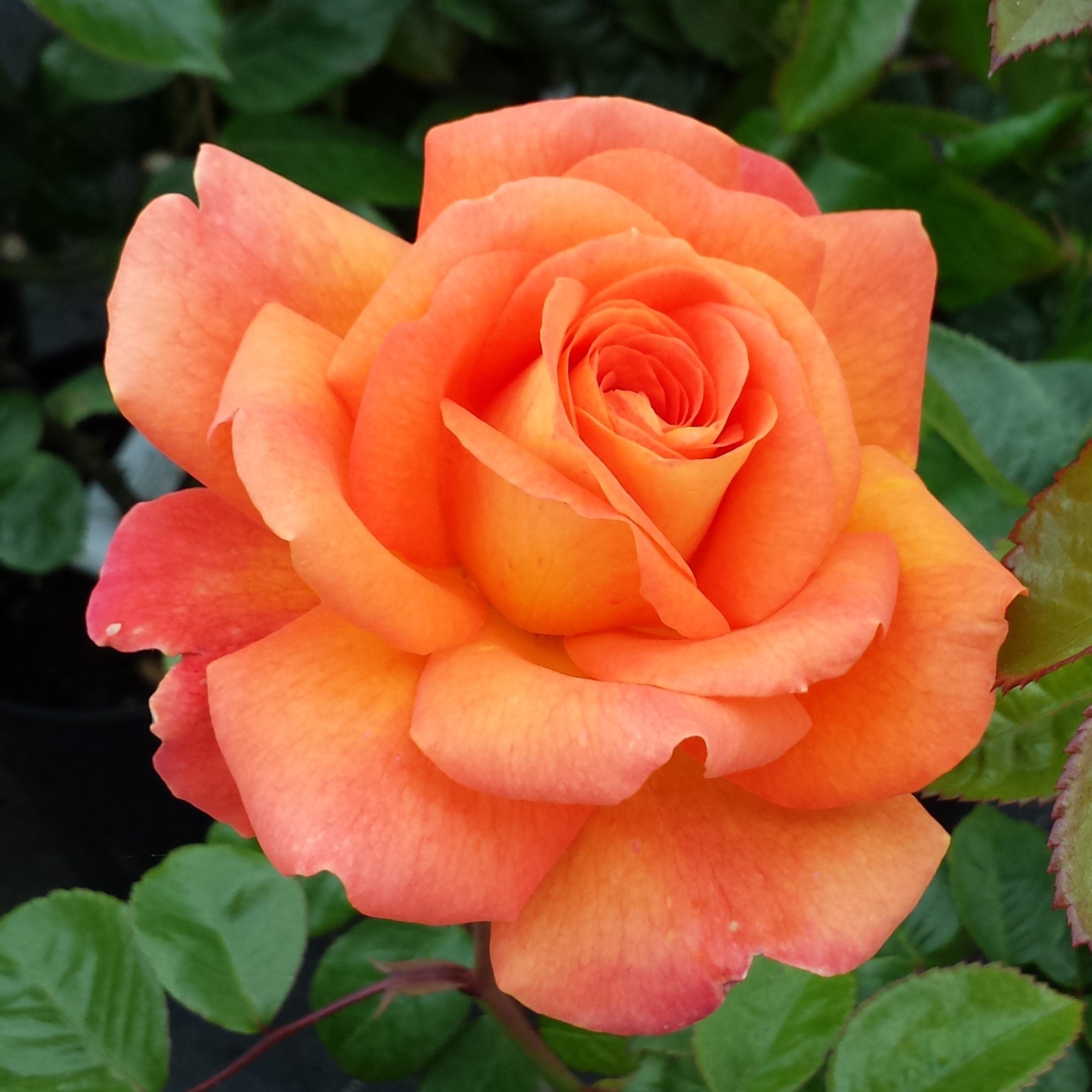 Orange Promise Rose Seeds – Heirloom, Non-GMO, High Germination ...