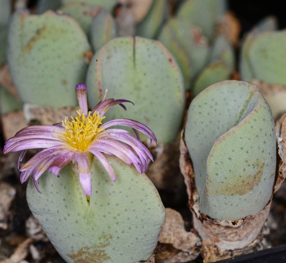 Organic Green Conophytum Ernianum Flower Seeds for Planting – Heirloom ...