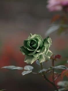Army Green Rose Heirloom Non-GMO Seeds for Planting – Neeraseeds