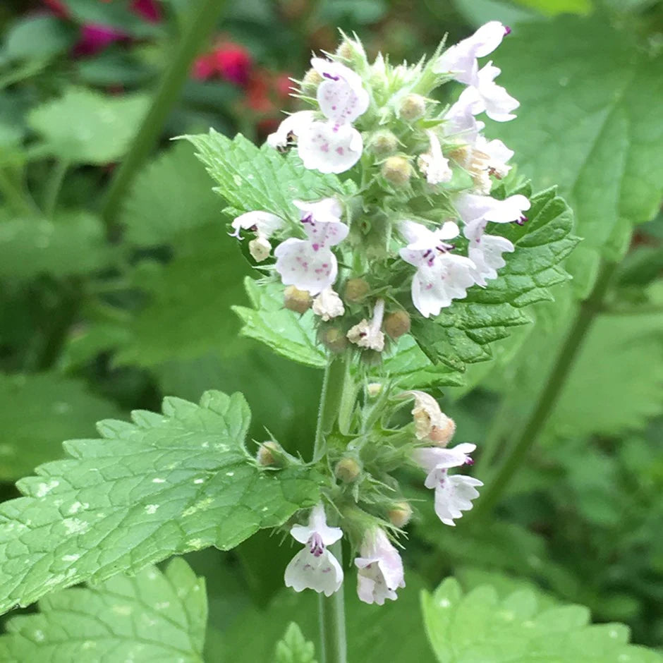 Heirloom Non-GMO Catnip Nepeta Flower Seeds for Garden Planting – Arom ...