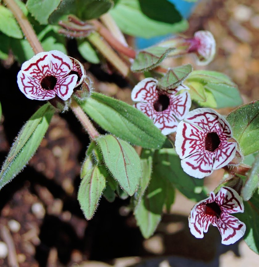 Mimulus Pictus Flower Seeds – Heirloom Non-GMO Spotted Monkey Blooms f ...