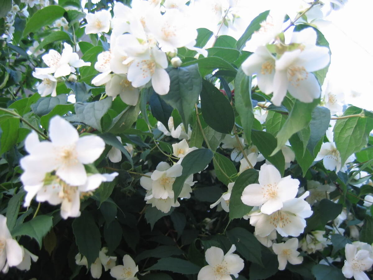 Philadelphus Coronarius Seeds for Planting - Beautiful Blooms, Flower ...