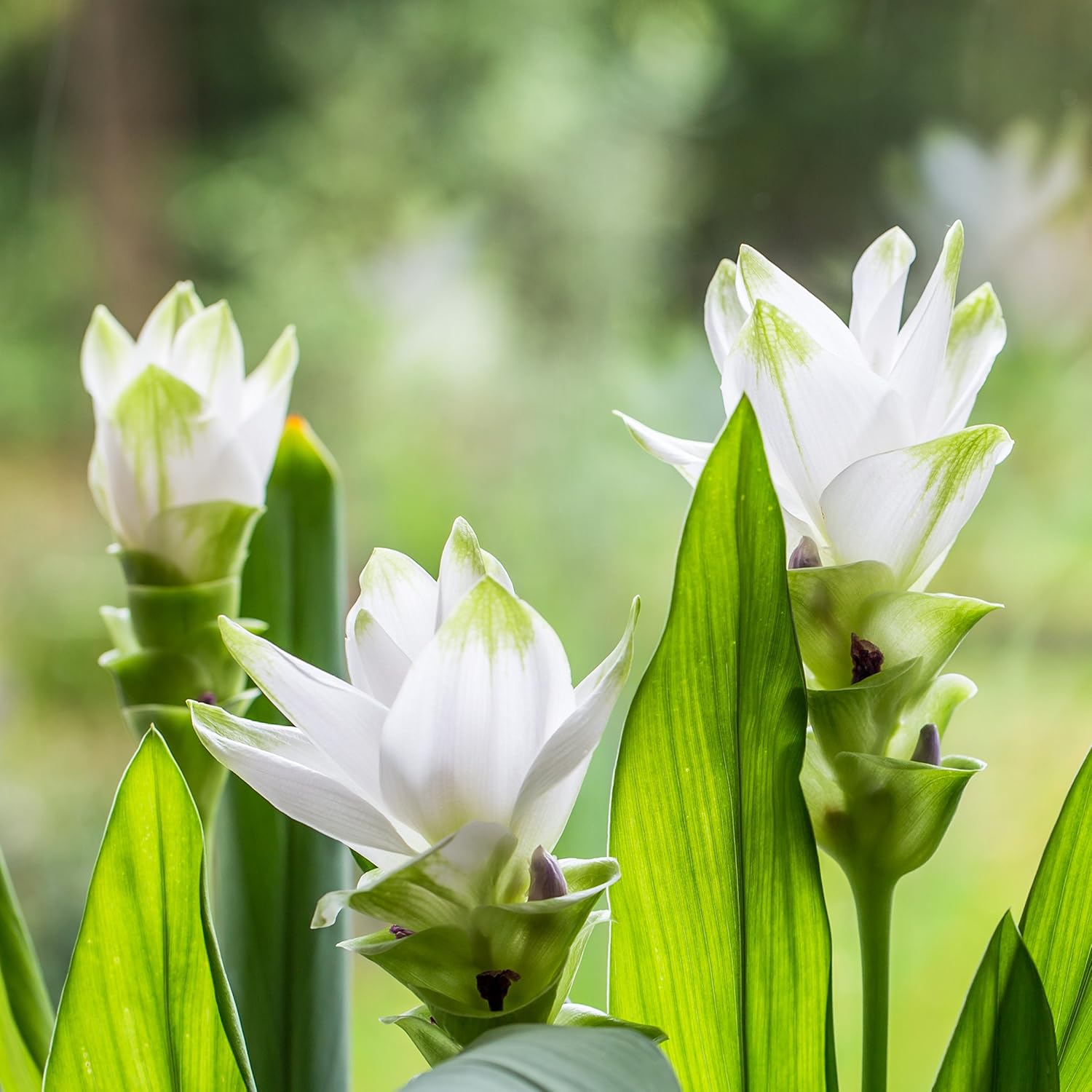 Organic Curcuma Longa Flower Seeds for Planting – Heirloom, Non-GMO ...