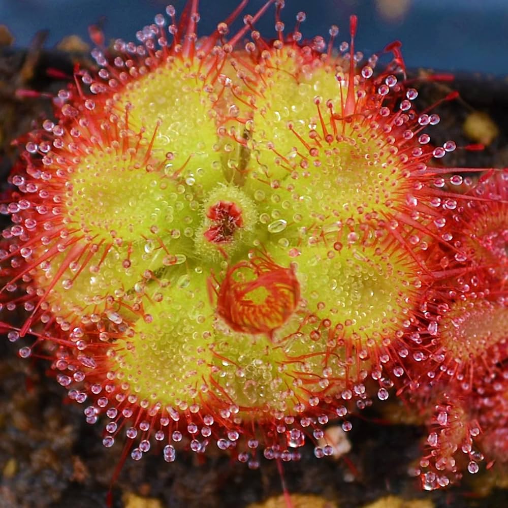 sundew-plant-seeds-for-planting – Beautiful Blooms, Flower Seeds ...