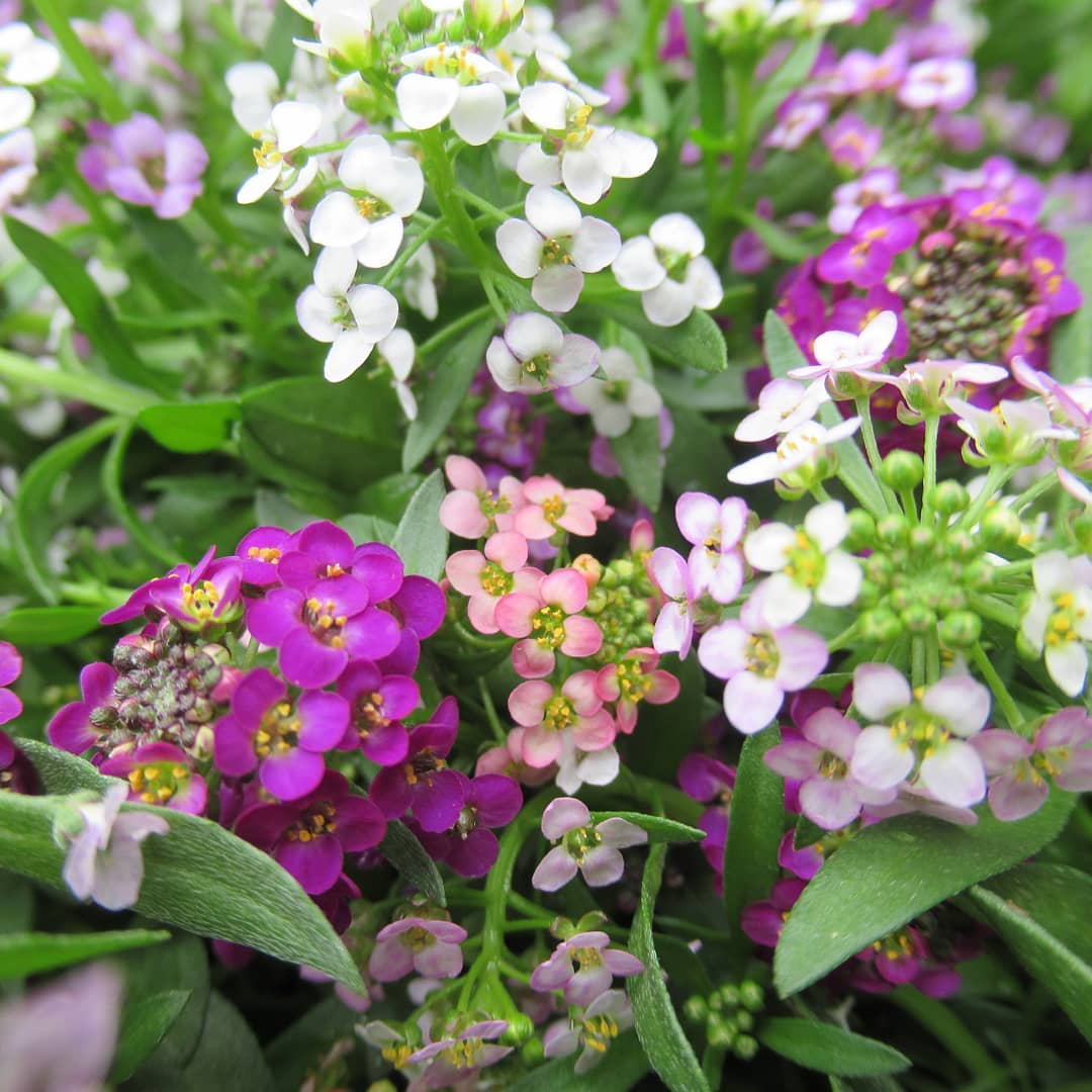 Heirloom Non-GMO Mixed Lobularia Flower Seeds for Fragrant and Colorfu ...