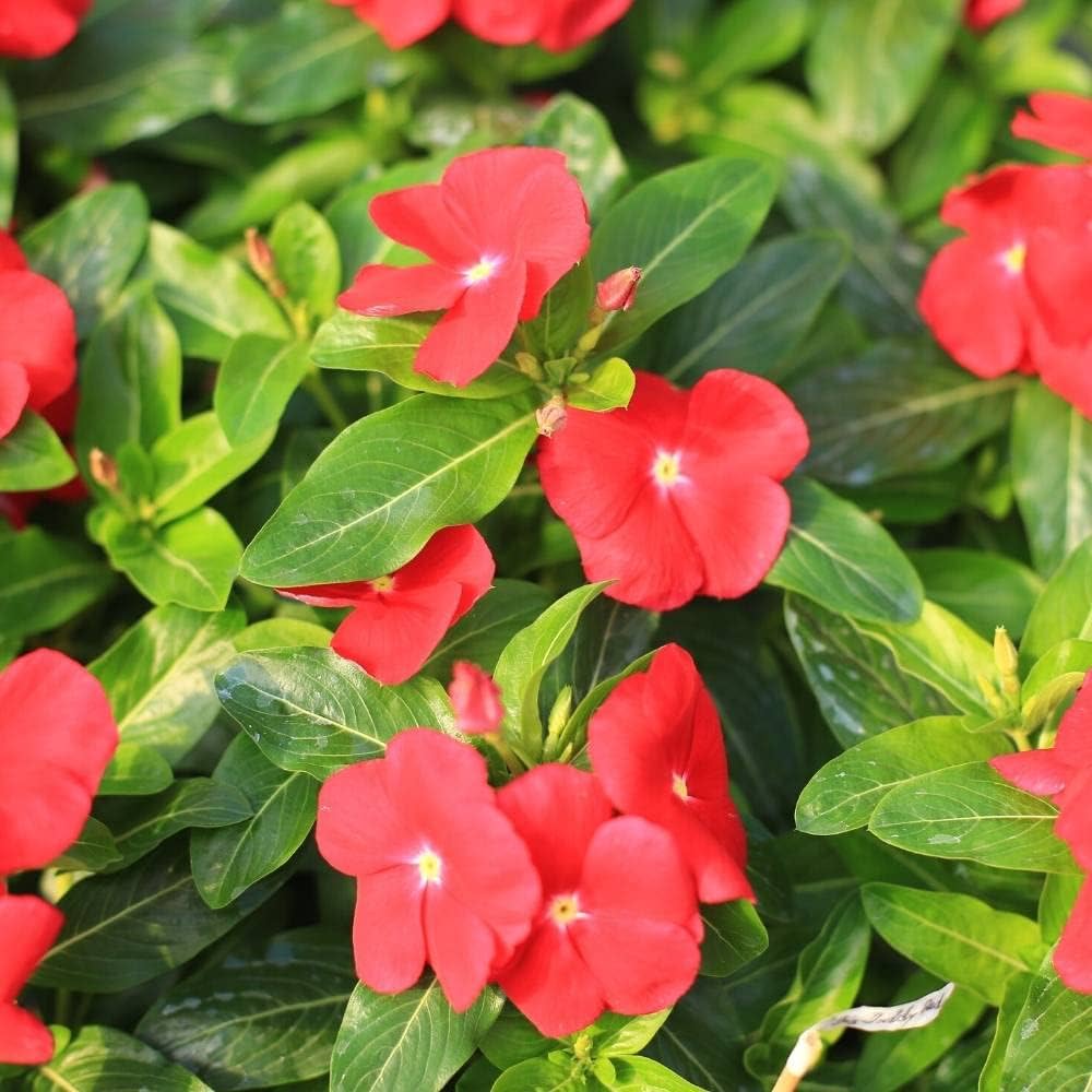 Vinca Red Flower Seeds for Planting – Organic, Heirloom, Non-GMO Bloom ...