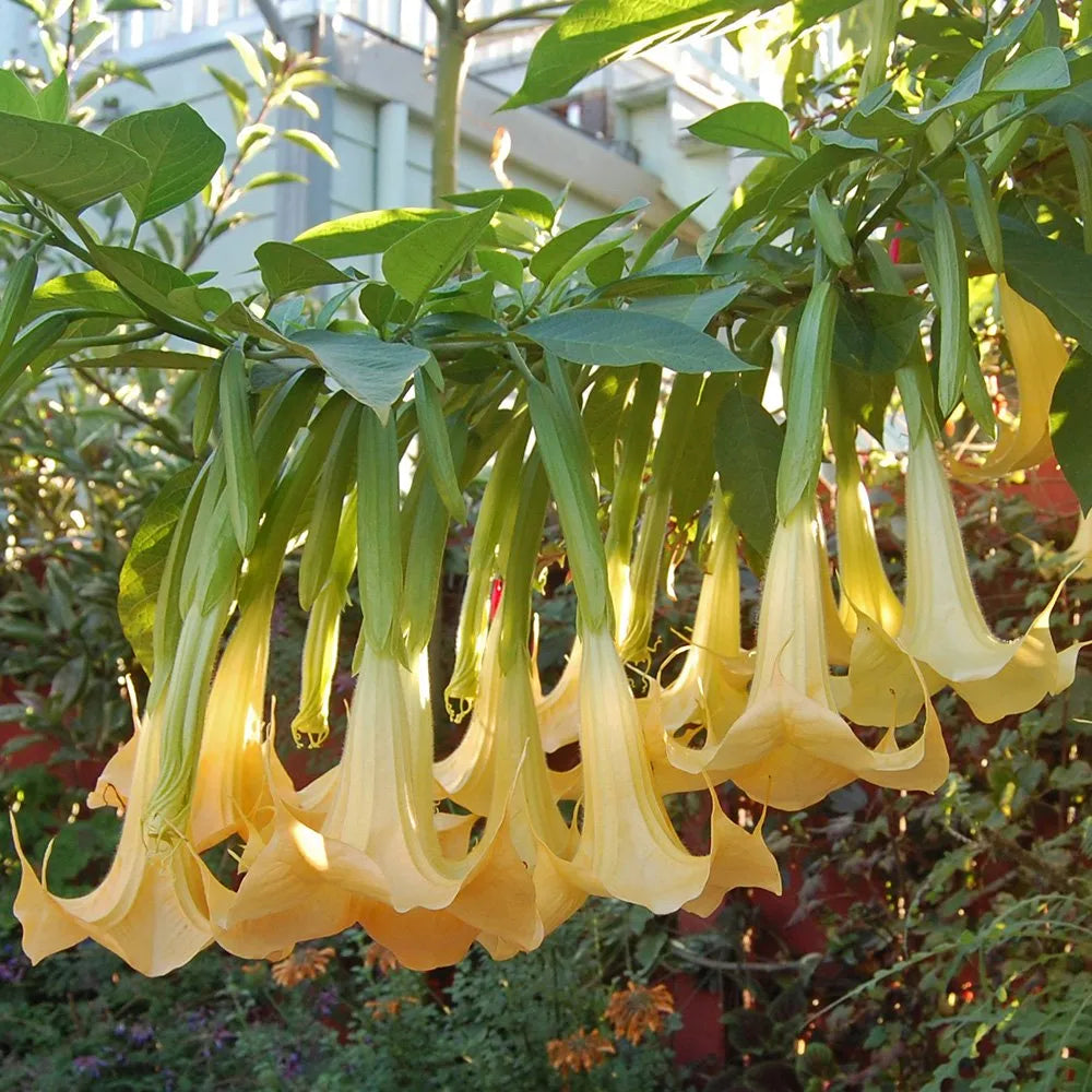 Heirloom Non-GMO Yellow Dhatura Flower Seeds for Sacred and Ornamental ...