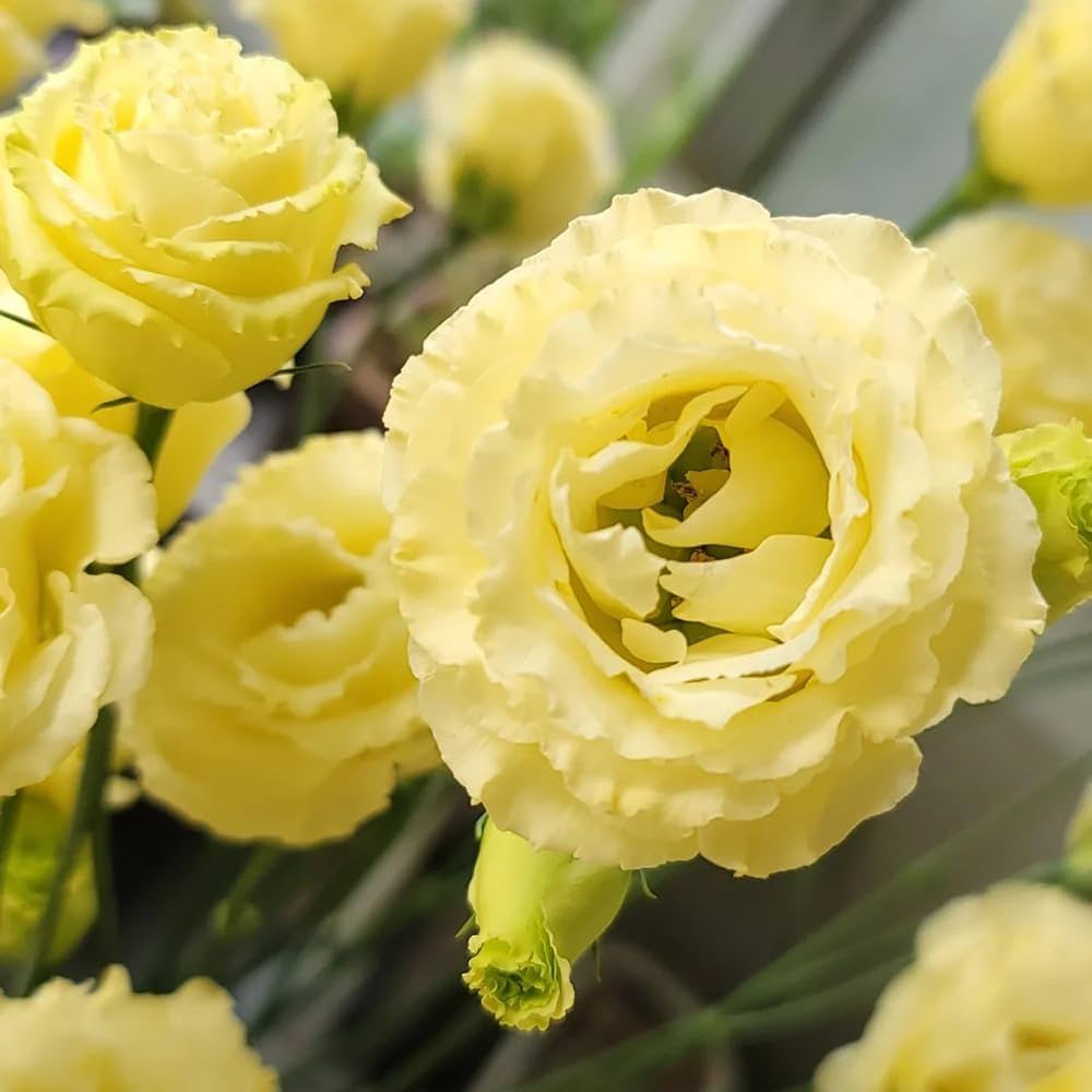 Eustoma Flower Seeds Yellow for Planting - 100 pcs – Neeraseeds