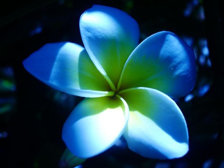 Sky Blue Frangipani Flower Seeds – Heirloom Non-GMO Plumeria Seeds for ...