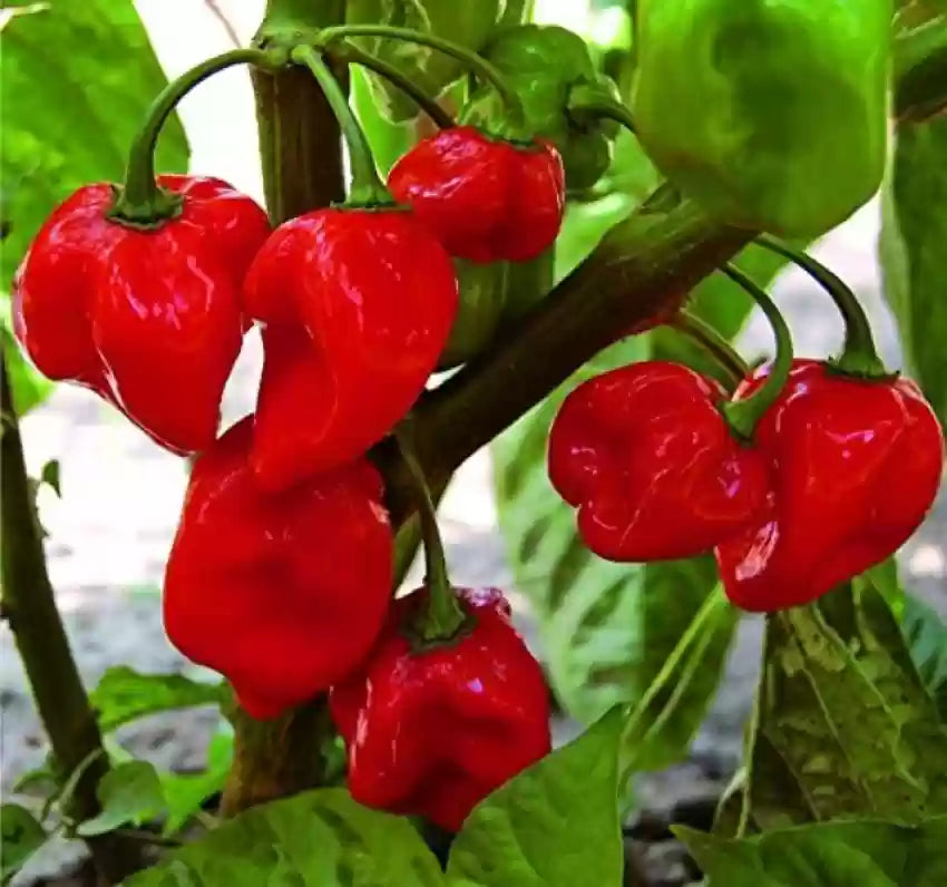 ROSEMERC Red hot chilli Vegetable Seeds for Planting heirloom & Non-GM ...