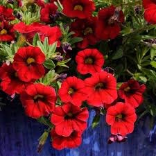 Red Calibrachoa Flower Seeds – Heirloom, Non-GMO, High Germination Org ...