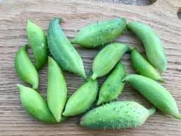 Cyclanthera Vegetable Seeds for Planting – Heirloom, Non-GMO, High Ger ...