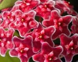 Organic Red Hoya Carnosa Flower Seeds for Planting – Heirloom, Non-GMO ...