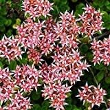 Pink Sedum Stolon Flower Seeds for Planting - 100 pcs – Neeraseeds