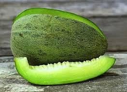 Bateekh Samara Melon Fruit Seeds for Sweet and Refreshing Melon Variet ...