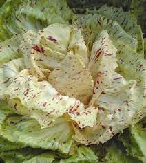 Castelfranco Radicchio Seeds for Planting – Fresh Vegetable for Your ...