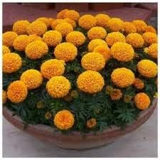 Yellow Marigold Flower Seeds – Heirloom Non-GMO Seeds for Garden Plant ...