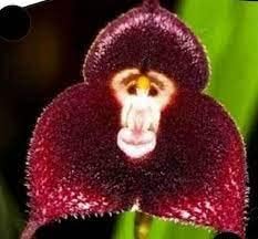 Dark Red Monkey Face Orchid Seeds for Planting - Heirloom Seeds for Ho ...