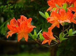 Heirloom Orange Azalea Flower Seeds for Garden Planting - NON GMO Gard ...