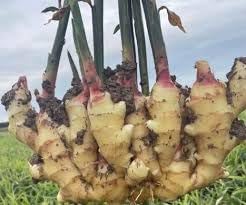 Perennial Ginger Vegetable Seeds for Planting - 100 pcs – Fresh ...