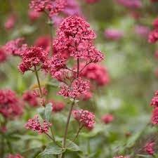 Organic Centranthus Ruber Flower Seeds for Planting – Heirloom, Non-GM ...