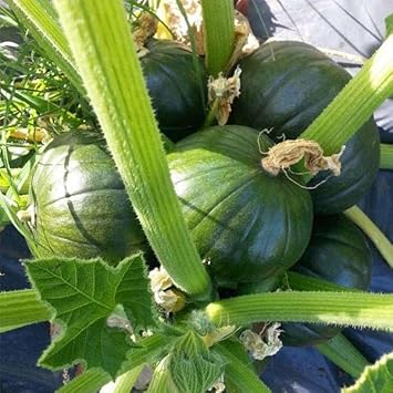 Round Courgette Vegetable Seeds for Planting – 100 pcs, Heirloom, Non ...