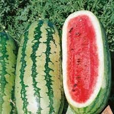 Watermelon Fruit Seeds – Page 2 – Neeraseeds