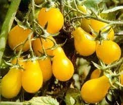 Pear Tomato Vegetable Seeds for Planting - 100 pcs – Fresh Vegetable ...