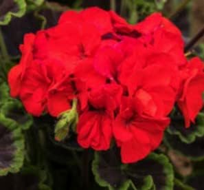 Red Univalve Geranium Flower Seeds – Heirloom Non-GMO Seeds for Planti ...