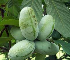 Asimina Fruit Seeds | Heirloom Non-GMO Rare Fruits – Neeraseeds