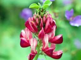 Hedysarum Coronarium Flower Seeds for Planting, Fresh and Vibrant ...