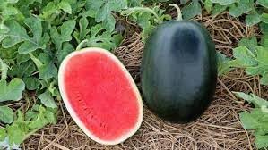 Watermelon Fruit Seeds – Page 2 – Neeraseeds