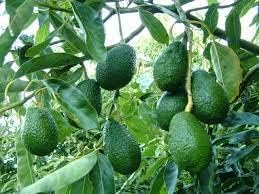 Avocado Fruit Seeds for Growing Nutritious and Creamy Avocados 100 pcs ...