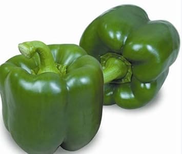 Dark Green Pepper Seeds for Planting - Spicy Variety 100 pcs – Neeraseeds