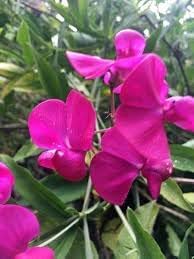 Heirloom Everlasting Pea Flower Seeds, Non-GMO Climbing Blooms for Pla ...