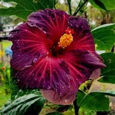 Heirloom Non-GMO Purple Maroon Hibiscus Flower Seeds – Bold Tropical B ...