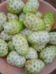 Noni Fruit Seeds – Heirloom, Non-GMO, High Germination – Neeraseeds